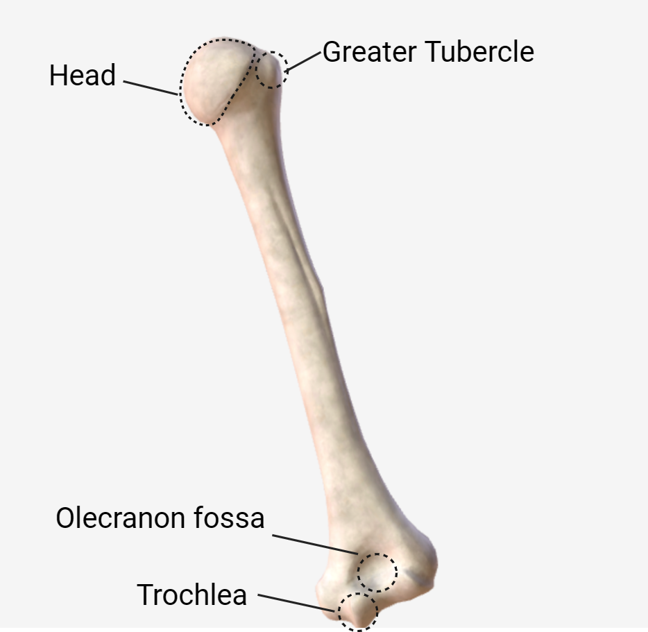 Most Things Biology
