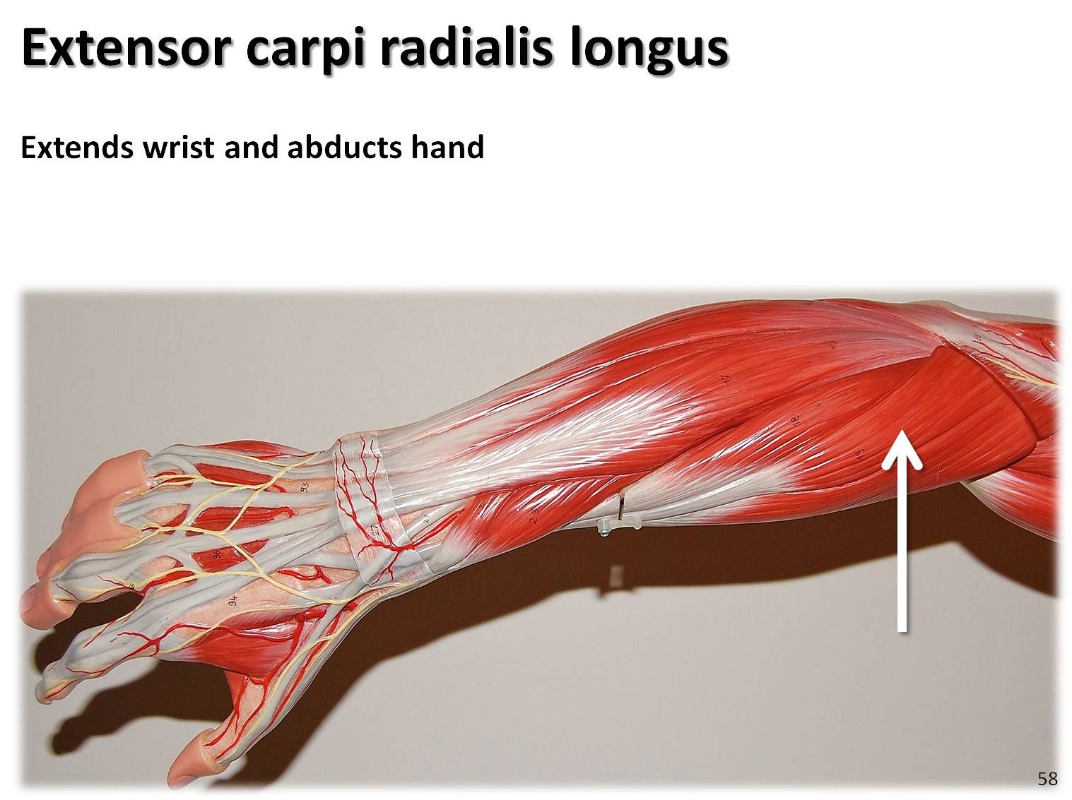 Understanding Extensor Carpi Radialis: Anatomy and Function