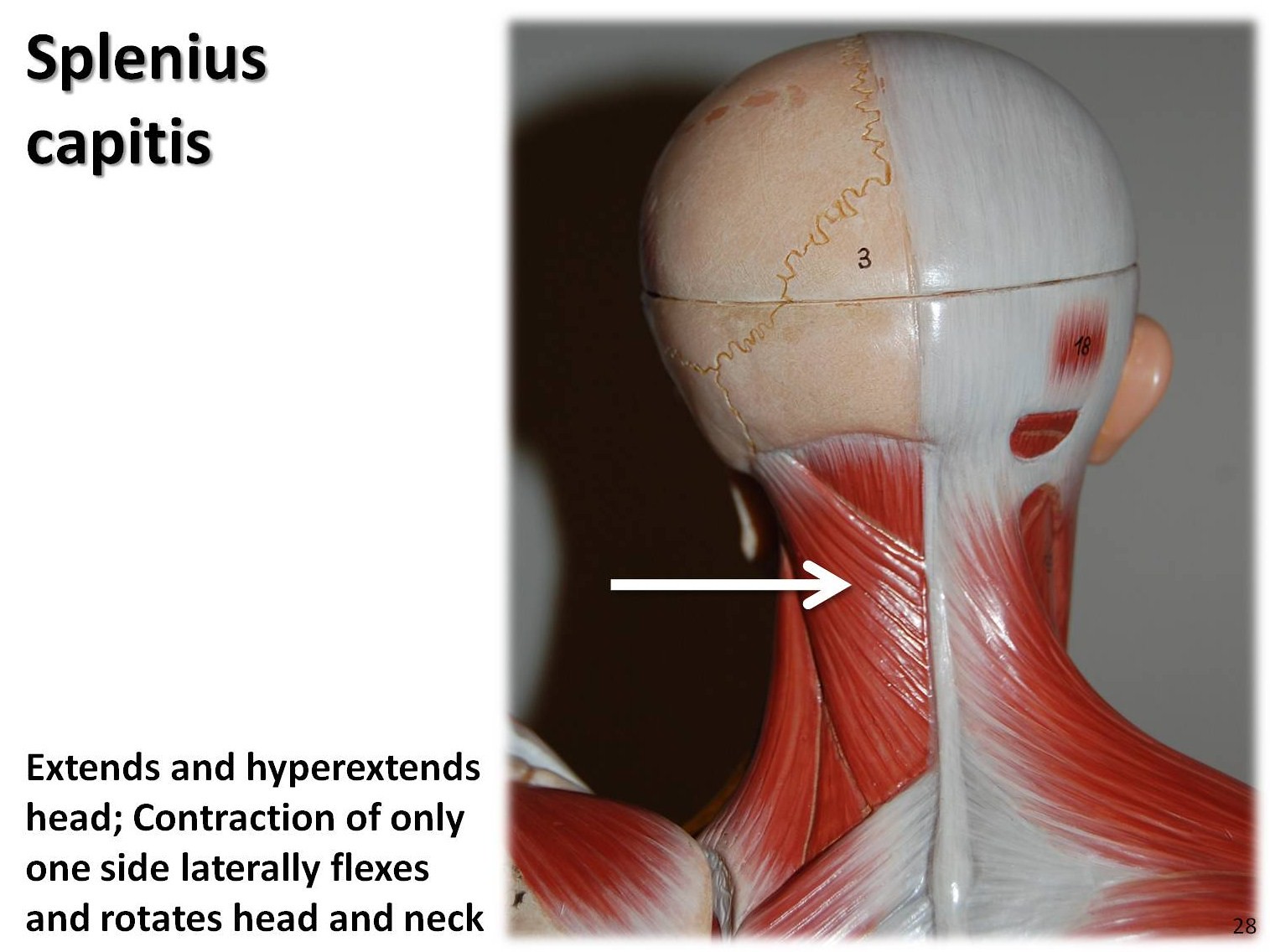 Understanding the Splenius Capitis: Key Neck Muscle Insights